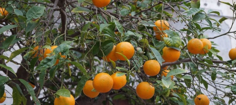 Jak pěstovat pomeranče - Online dieta